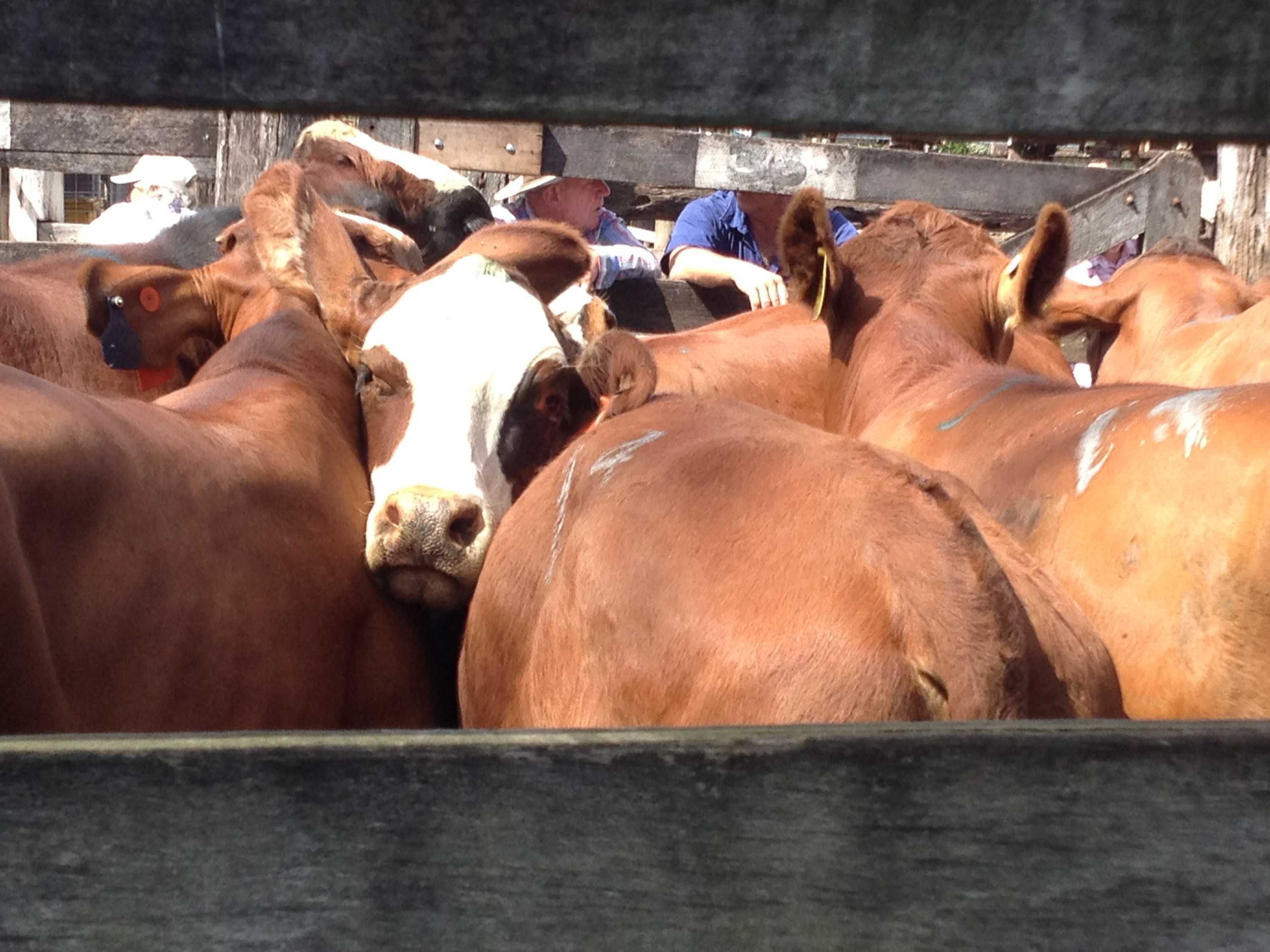 Cow poacher pleads guilty - ABC News