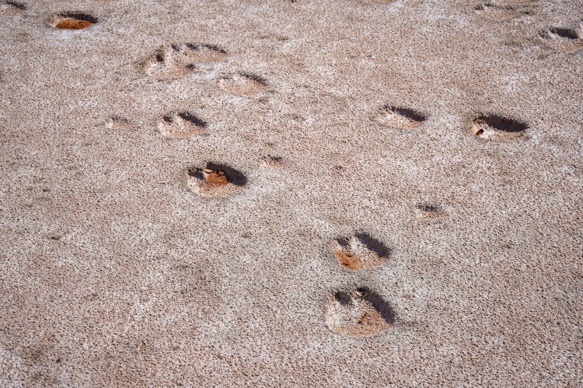 From the sands of time, the Pintupi Nine were thrust into the glare of ...