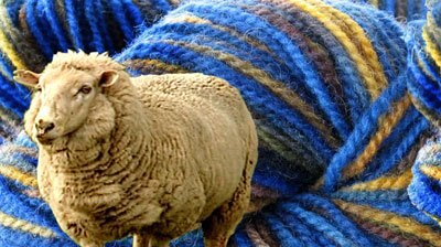 Mulesing - Behind The News
