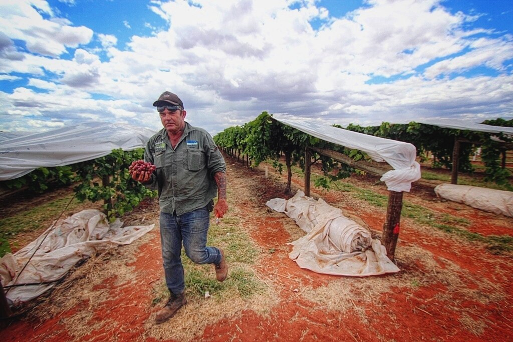 No sour grapes at smaller Ti Tree harvest - ABC News