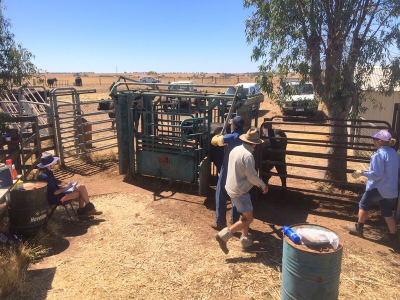 Belinda the Black Angus heifer confirmed pregnant following rigorous ...