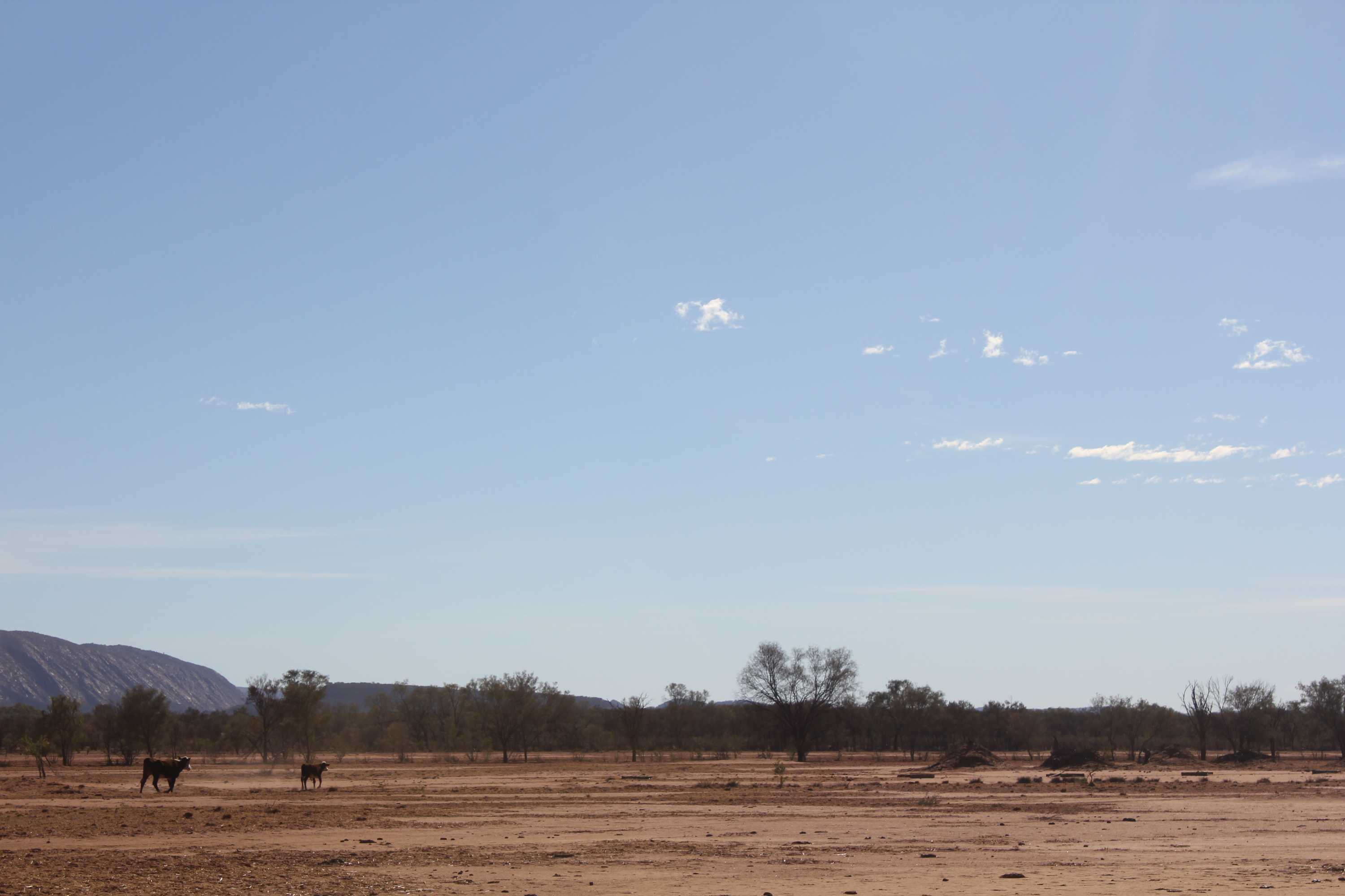 A decade of monitoring Australia's rangelands to finish - ABC News