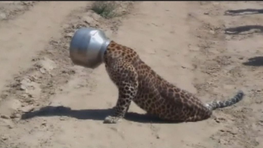 Leopard gets head stuck in pot - ABC News