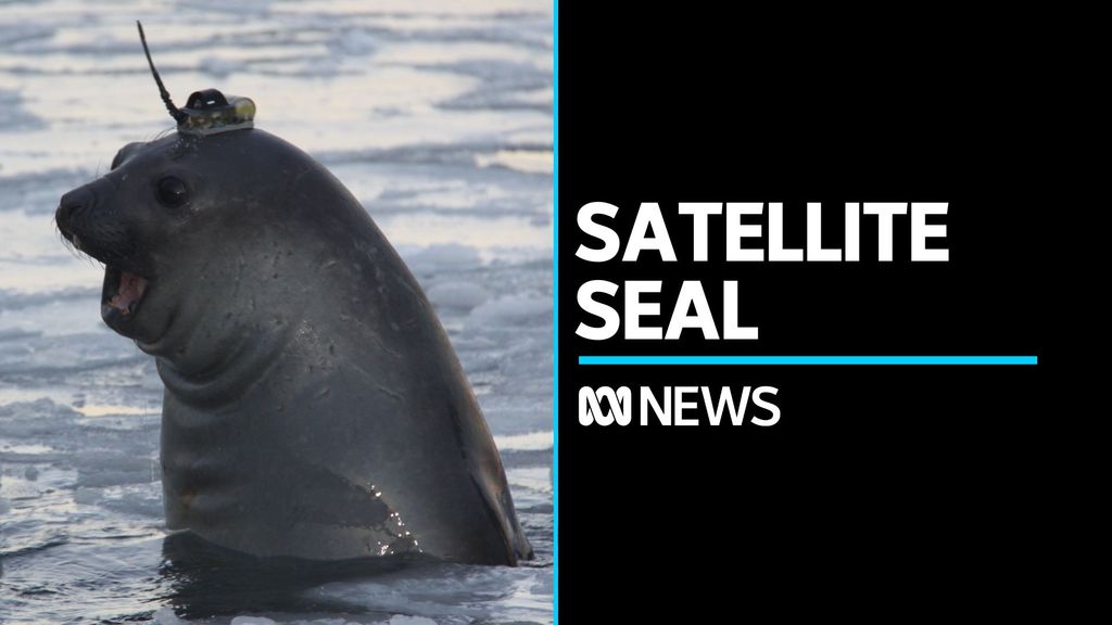Deep-diving seals being used to map the ocean floor - ABC News