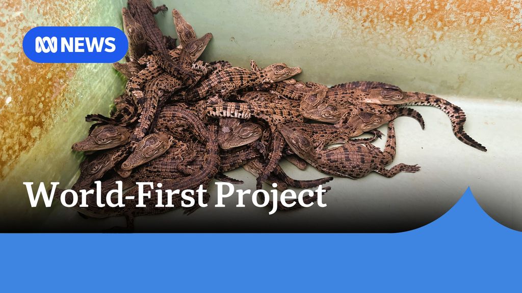 World-first project has potential to revolutionise crocodile farming ...