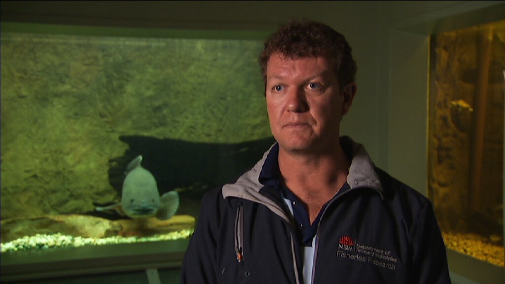 New Murray cod production system delivers strong returns for producers ...