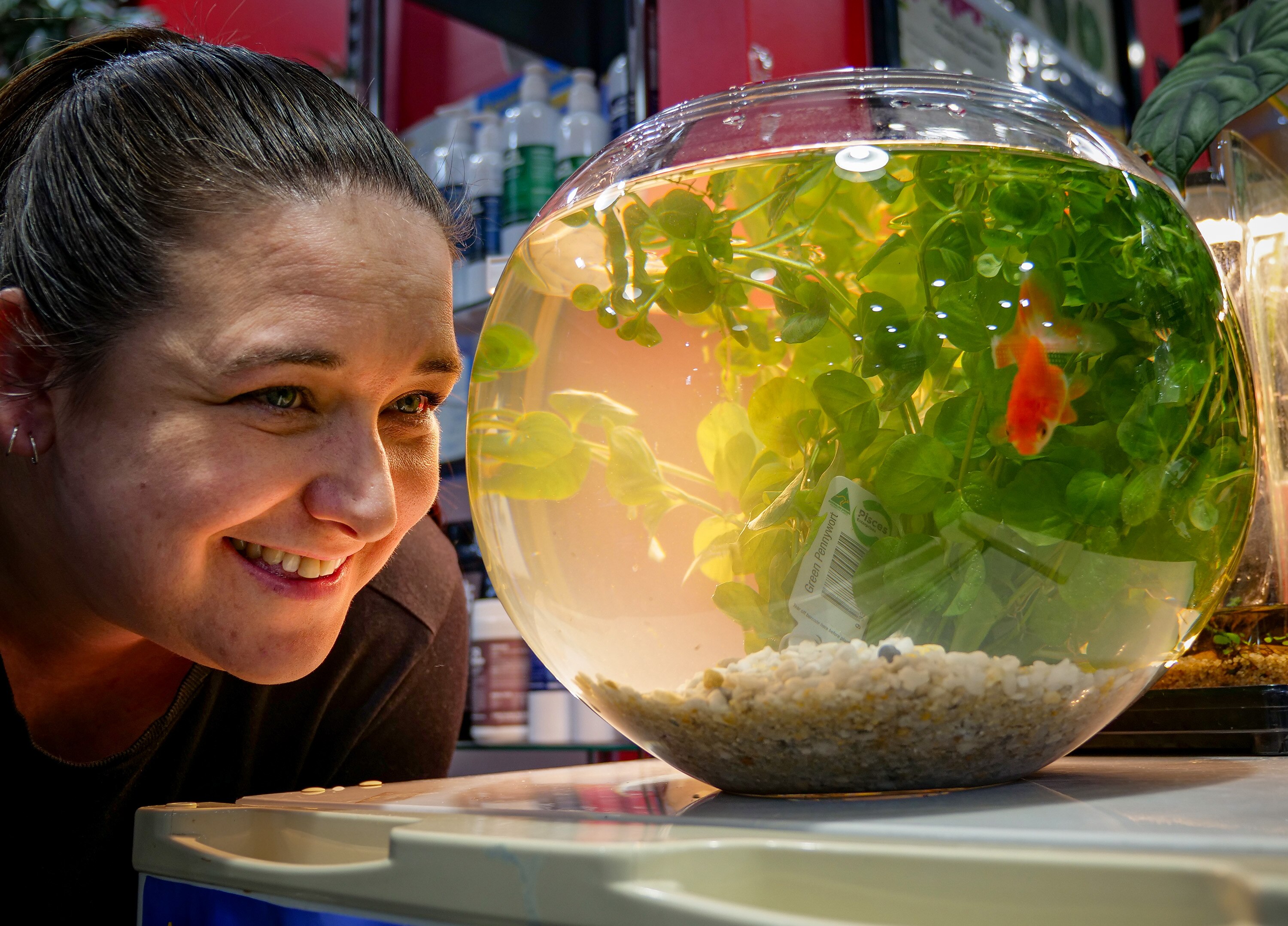 Goldfish adoption agency springs up in Horsham plant store to avoid ...