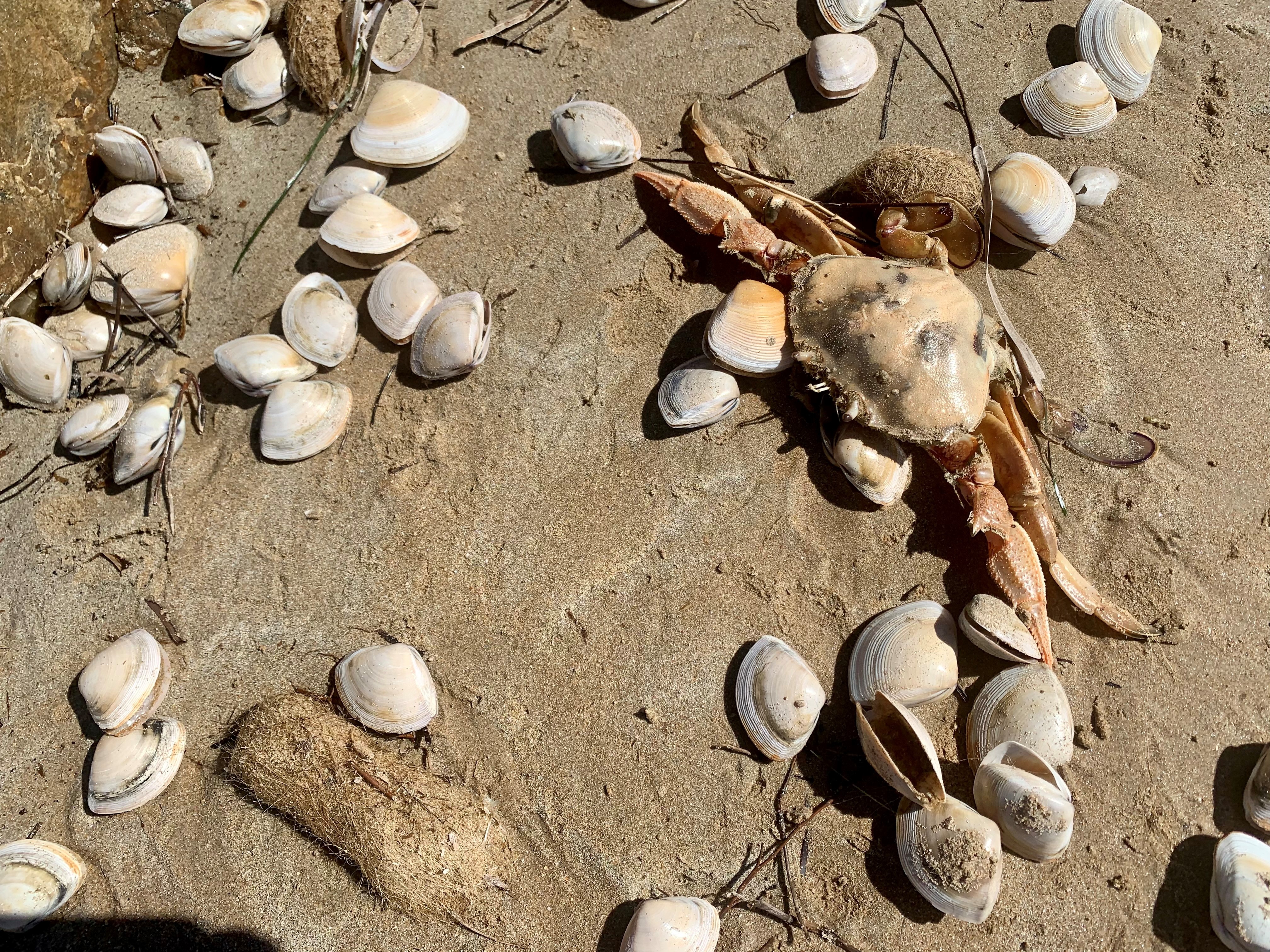 Pipis at Middleton and Goolwa declared safe to eat, collection gets ...