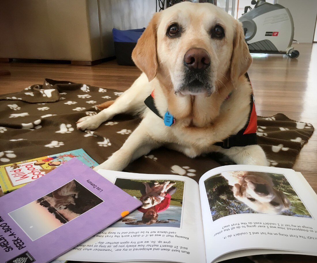 Story Dogs grounded by COVID-19 just want to return to school and read ...