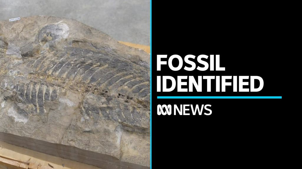 Fossil identified to be 240-million-years-old - ABC News
