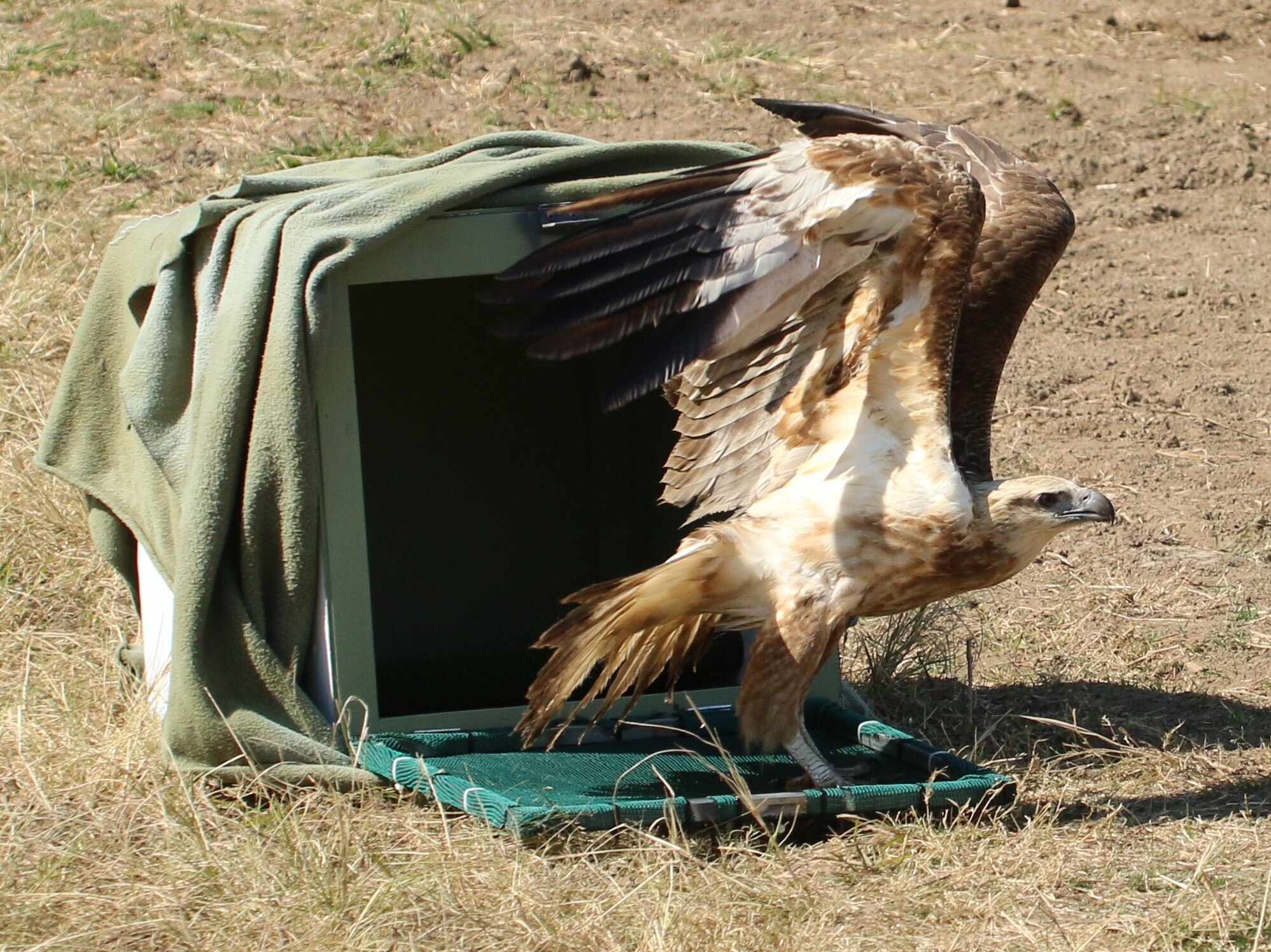 Raptor expert uses art of imping to save birds of prey with broken ...