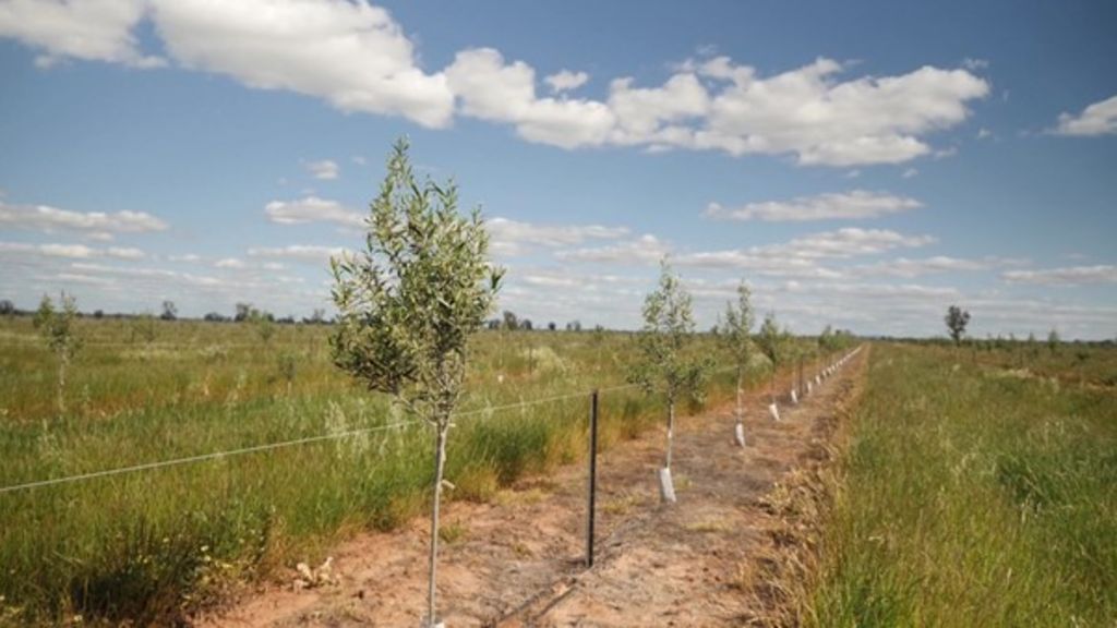 Borung - 3518 - Location - ABC News