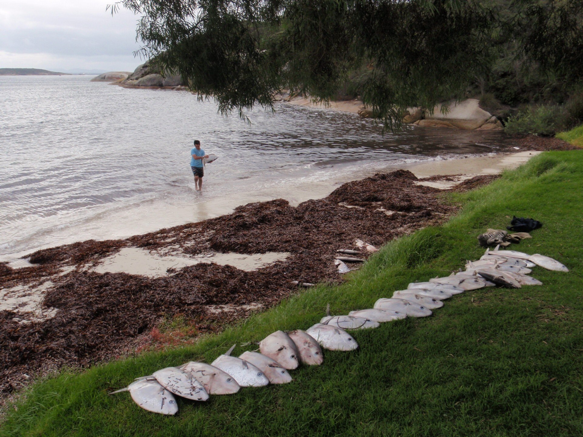 Sunfish Strand Along Australia's Southern Coast