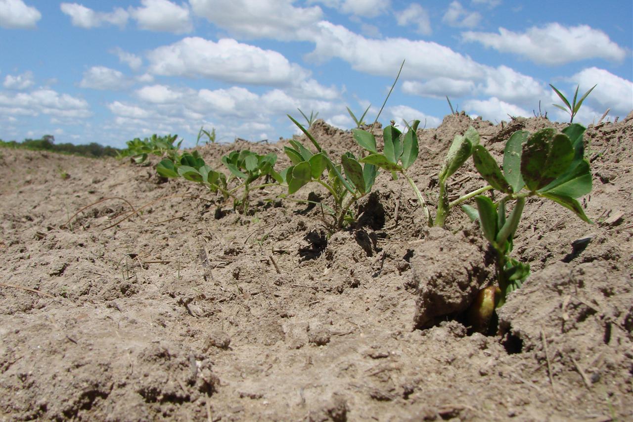 Peanuts show potential after wet - ABC News