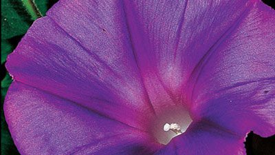Ipomoea - Gardening Australia