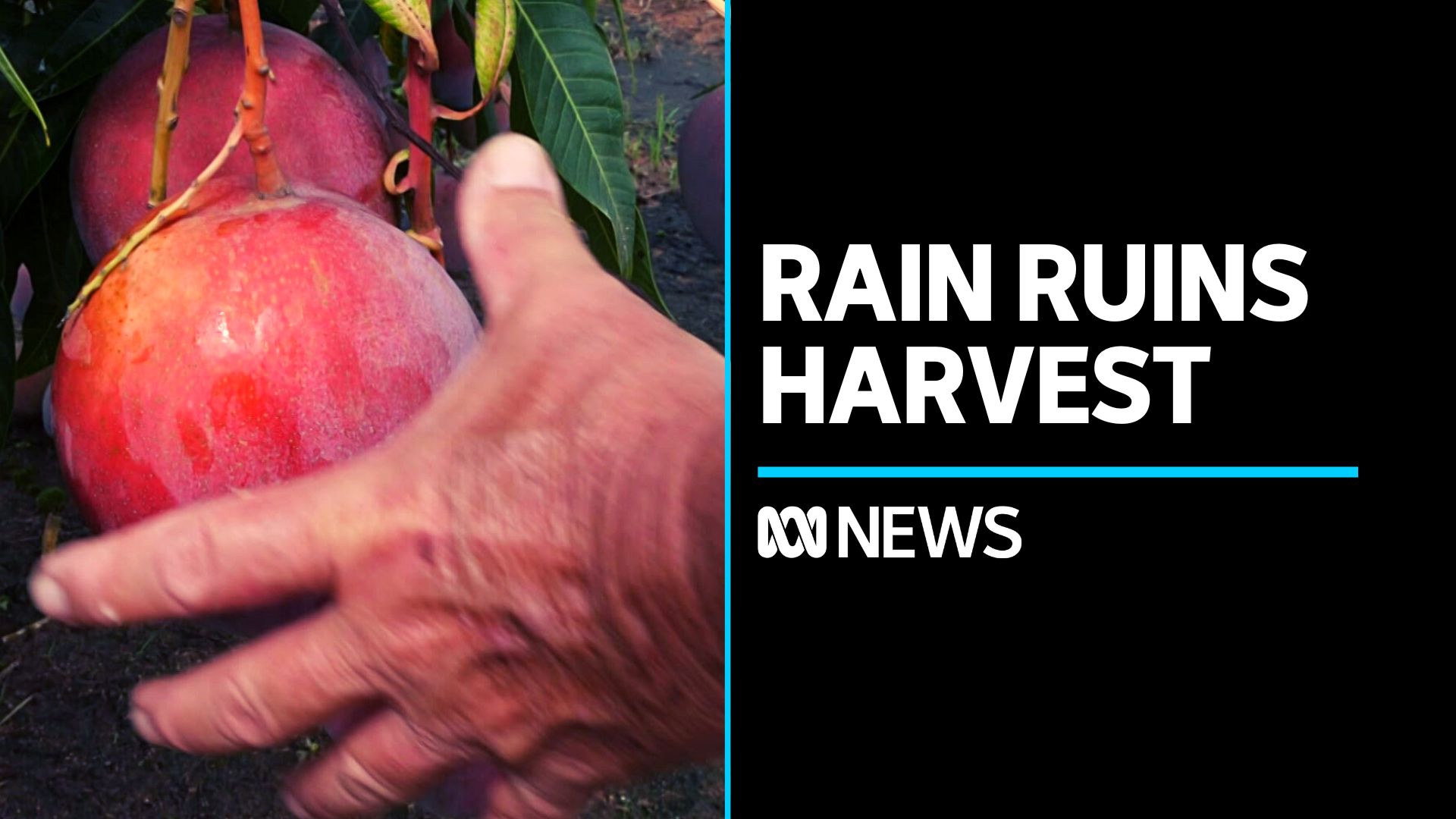 Heavy rain impacts Far North Queensland mango harvest - ABC News