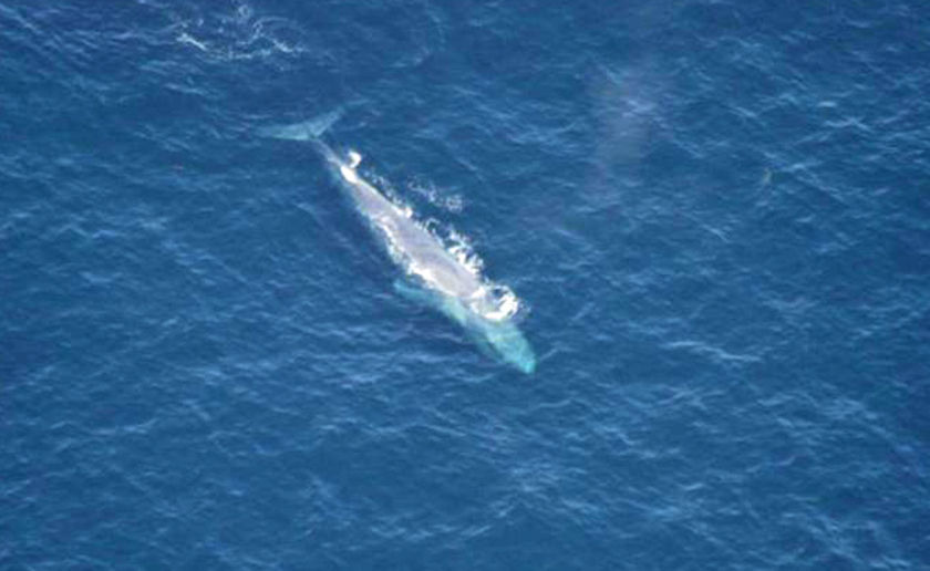 New device to track blue whales - ABC News