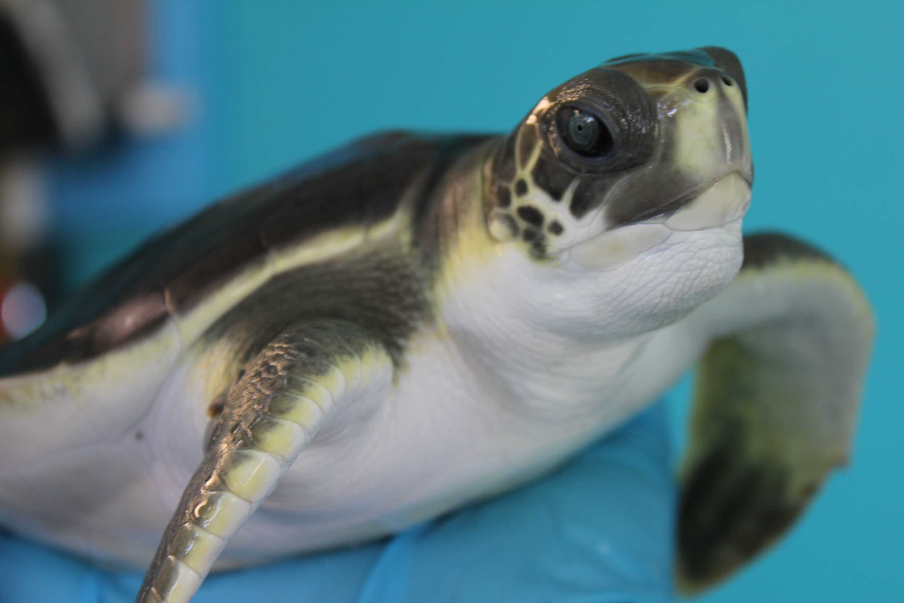 Taiwan seizes rare and valuable turtles - ABC News