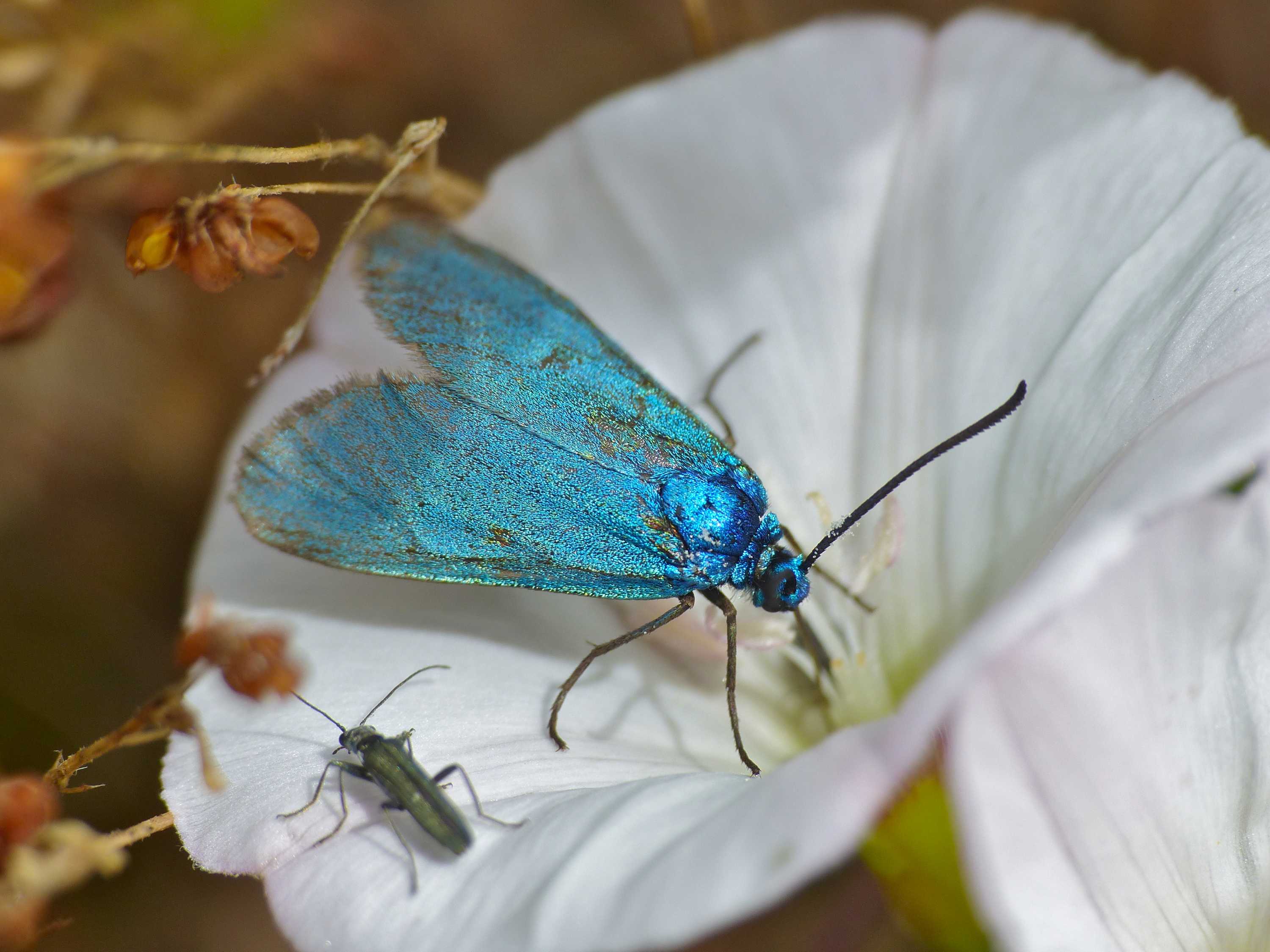 How to tell a moth from a butterfly and why their genitals are so ...