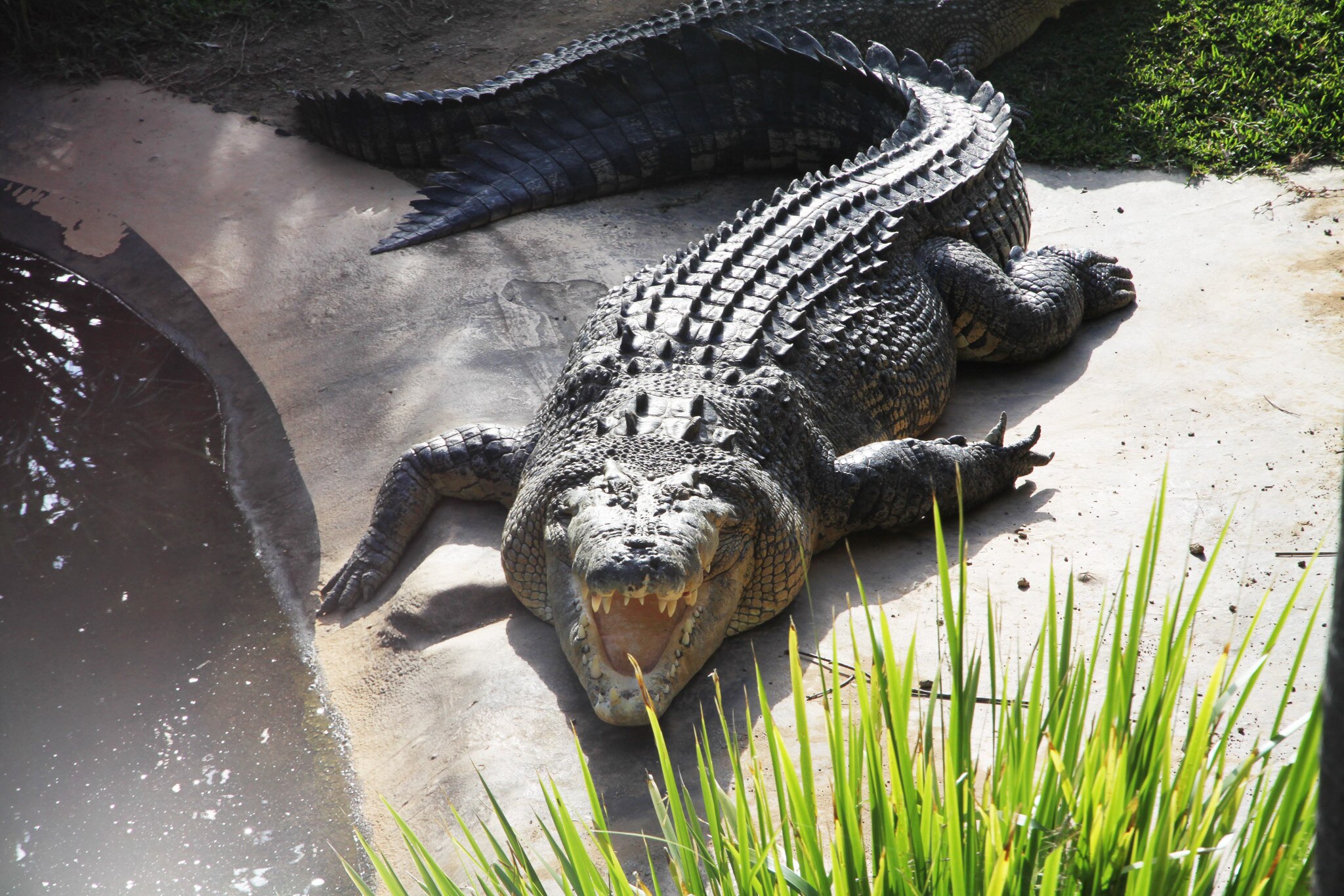 Krakatoa and Boss Hog emerge as Queensland's largest crocodiles in ...