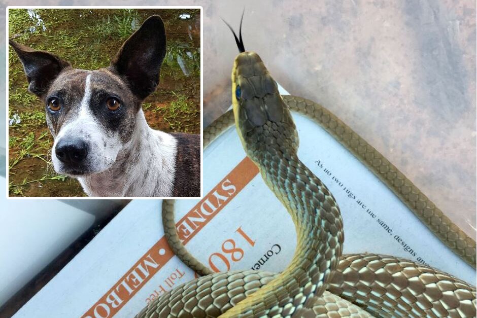 Cyclone Joyce stirs up snake activity in WA's north as king brown ...