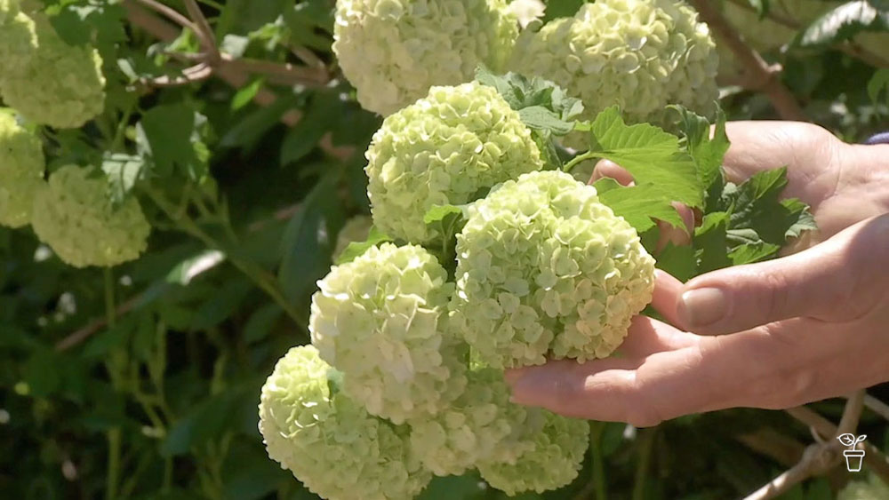 Plant Profile: Snowball Tree - Gardening Australia