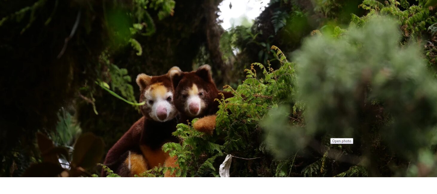 PNG conservationists say efforts to protect tree kangaroos are working ...