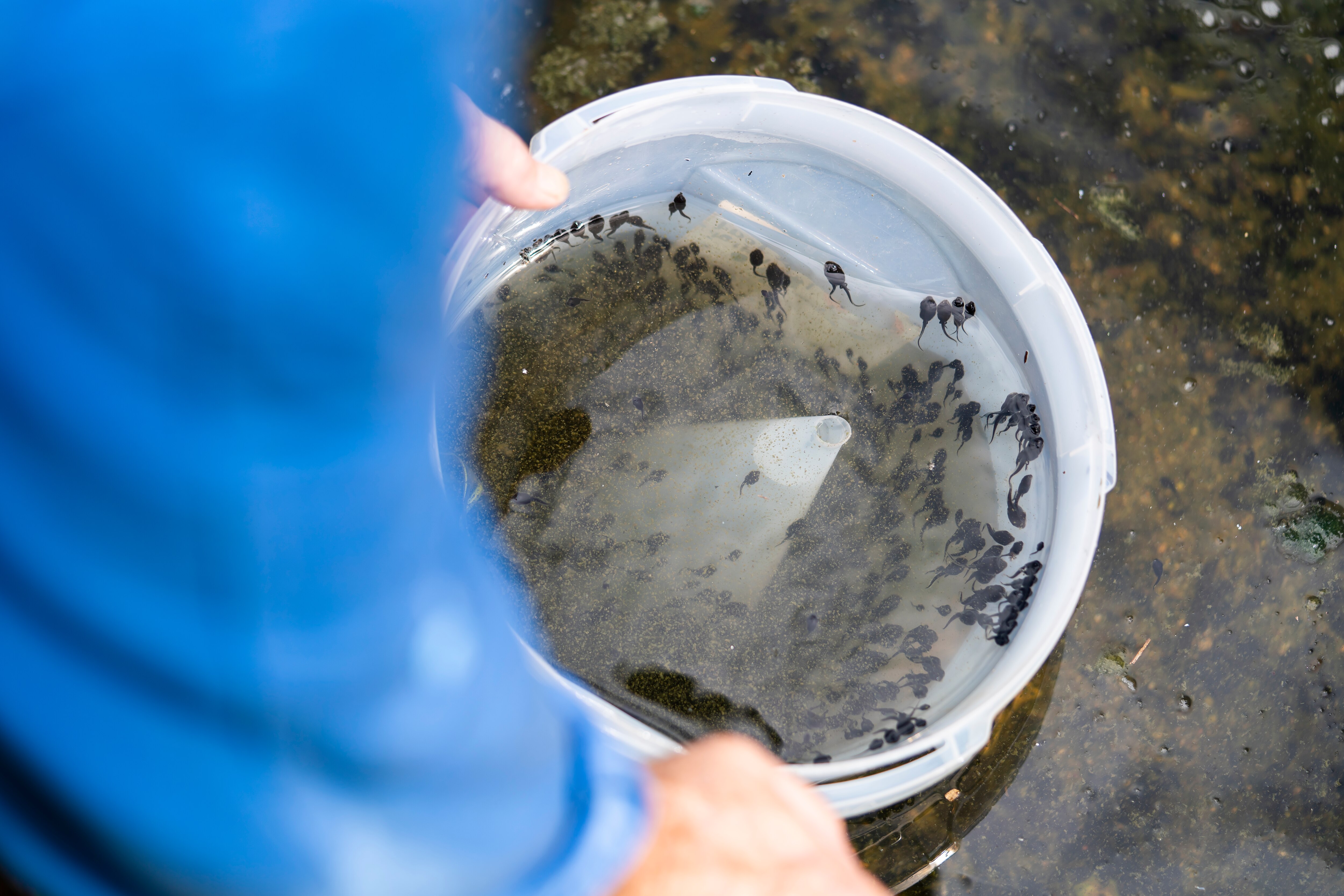Darwin teams milk cane toad toxin for trap bait to protect native ...