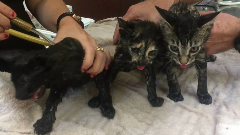 'Distressed' kittens found in zipped leather bag hanging from 4WD - ABC ...