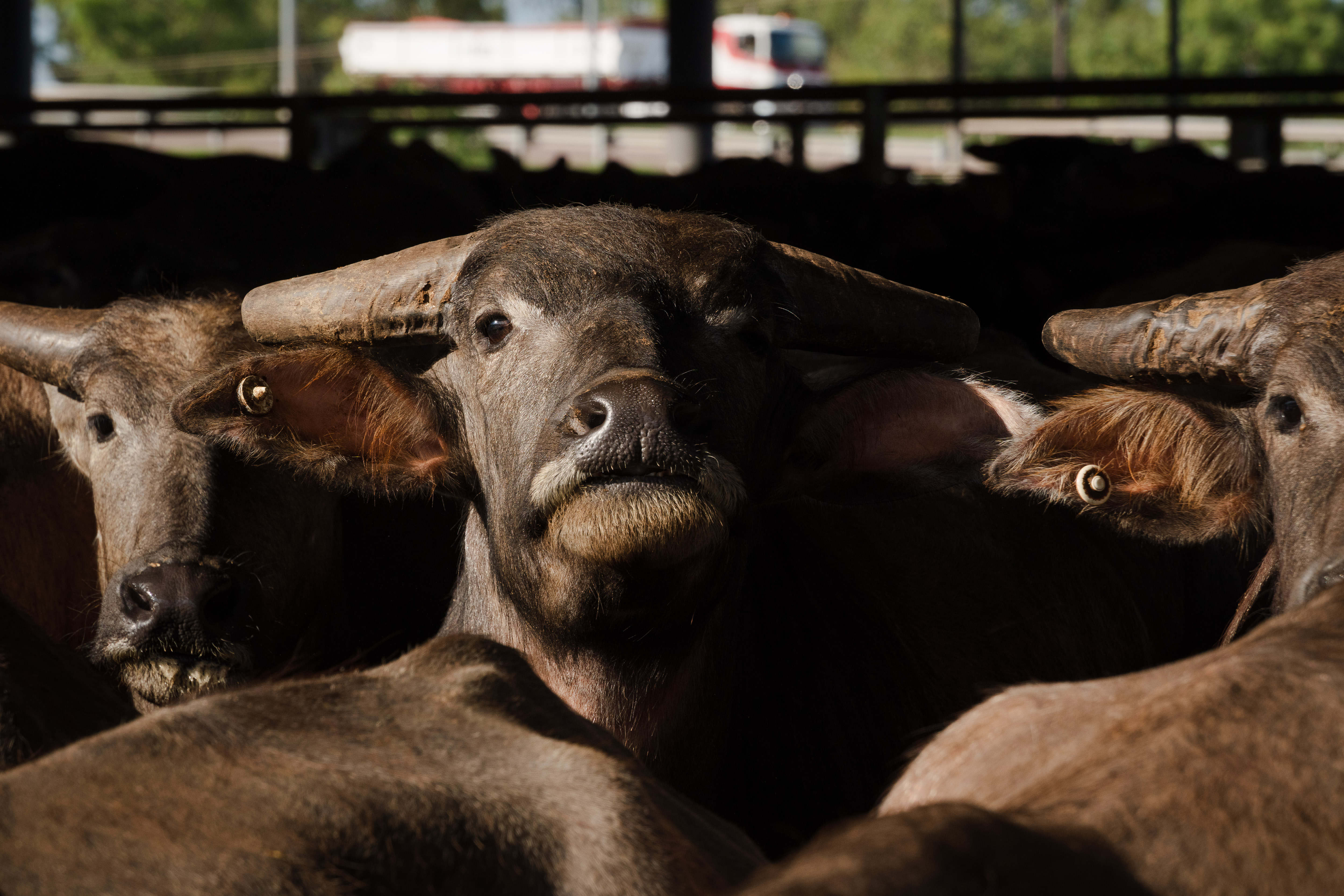 NT buffalo industry enjoying a surge in demand from Indonesia - ABC listen