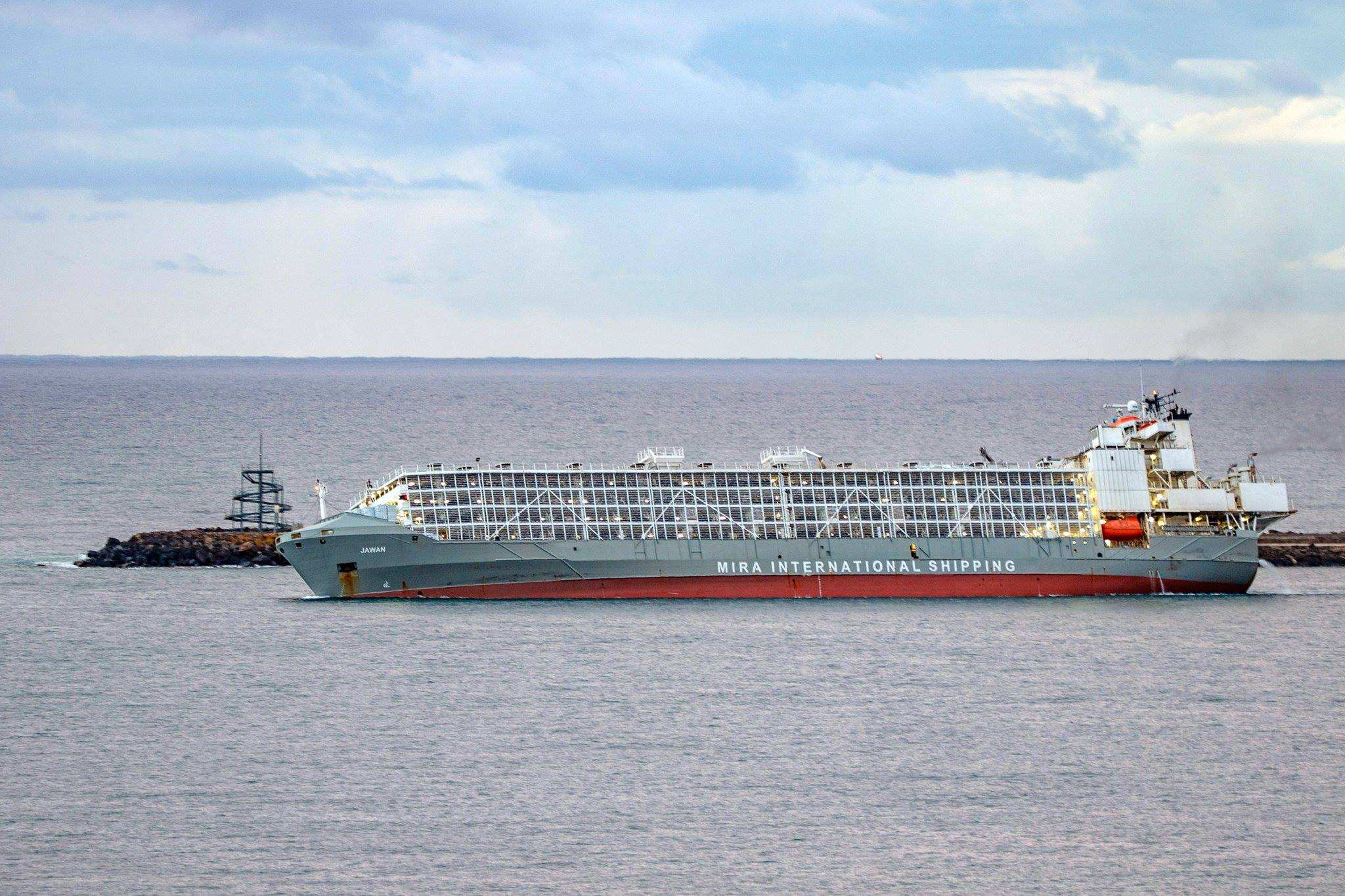 More than 4,000 cattle being unloaded from live export ship after two ...