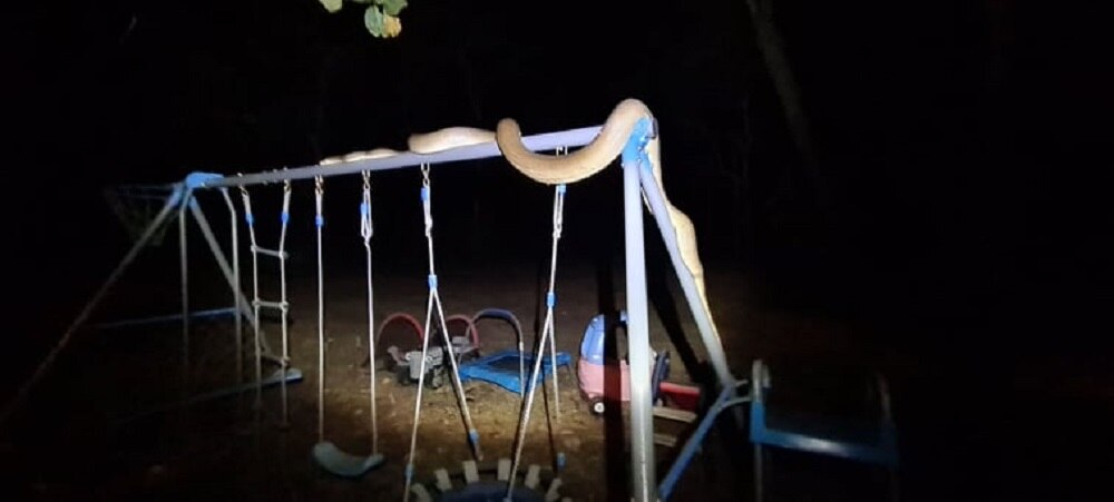 Pythons on the playground - ABC listen