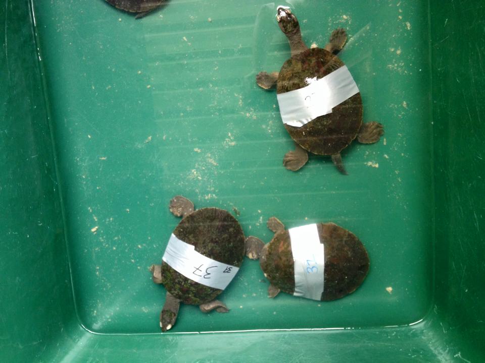 EPA rules out toxic spill as the cause of a large Bellinger River ...