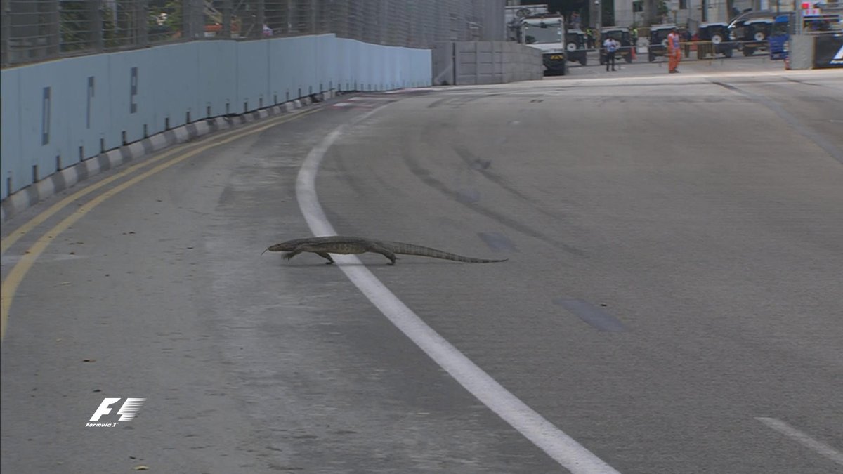 Formula One driver Max Verstappen dodges 'giant lizard' on track ahead ...