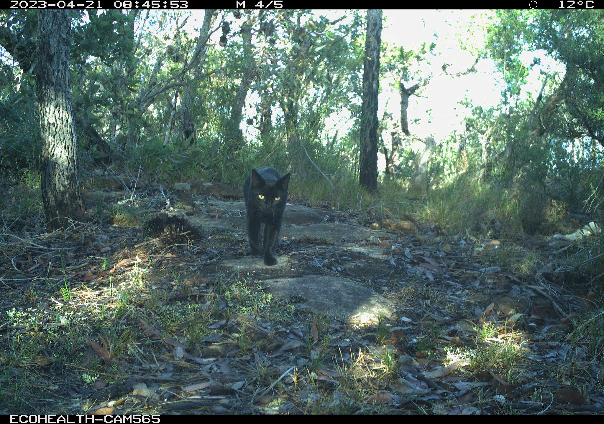 Feral cats to be culled by specialist ground shooting team in NSW ...