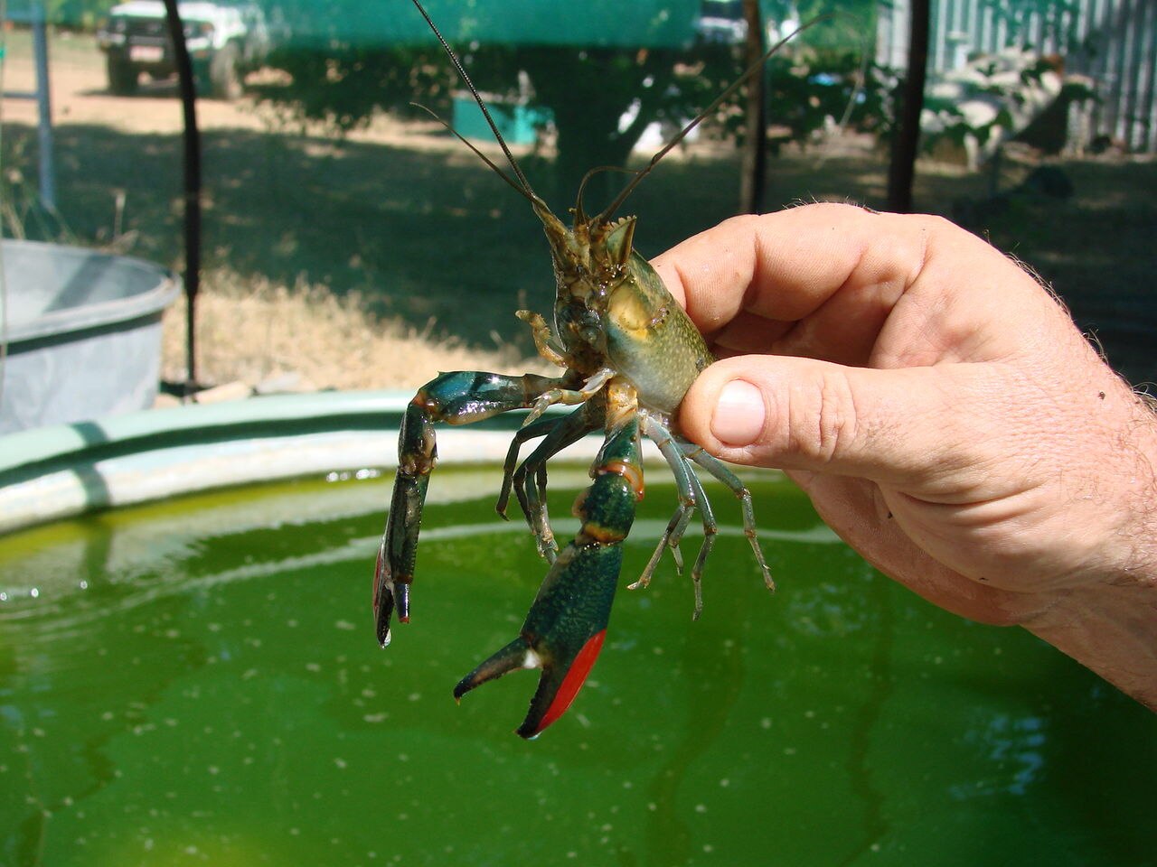 Red claw Territory style - ABC News