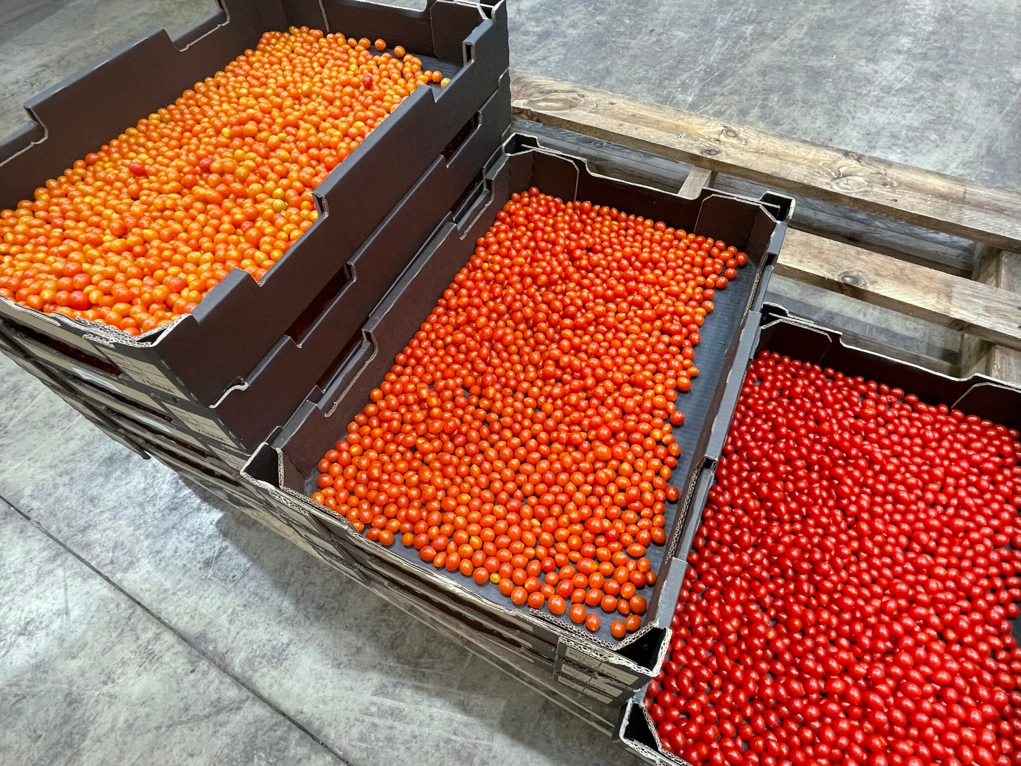 Kerry Staight - ABC News