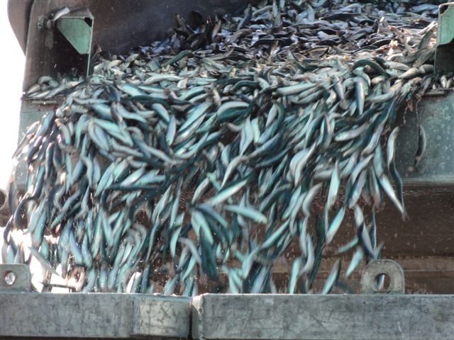 Sardines too small to serve - ABC News