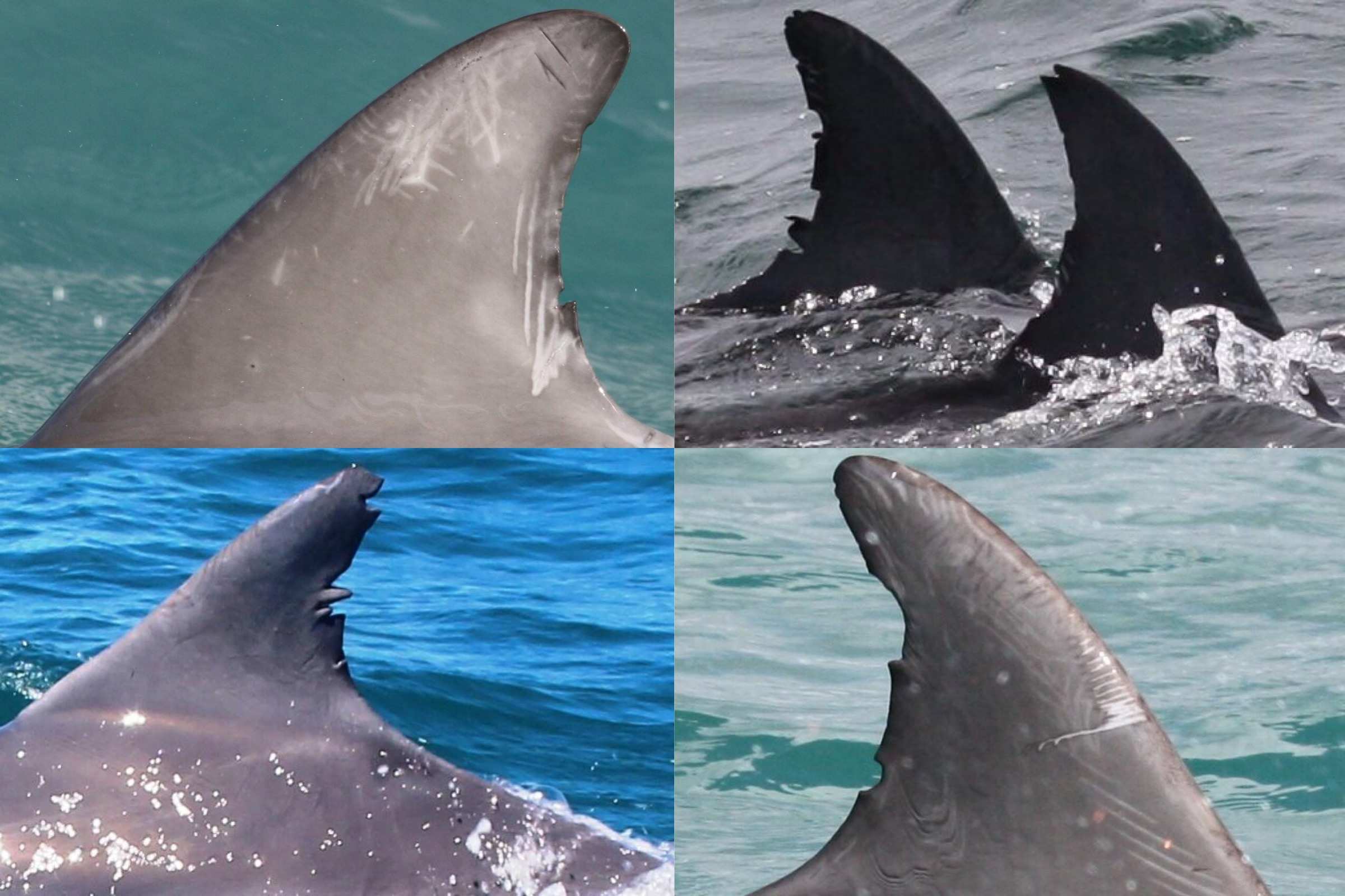 Retired couple capturing a treasure trove of data on Australia's ...