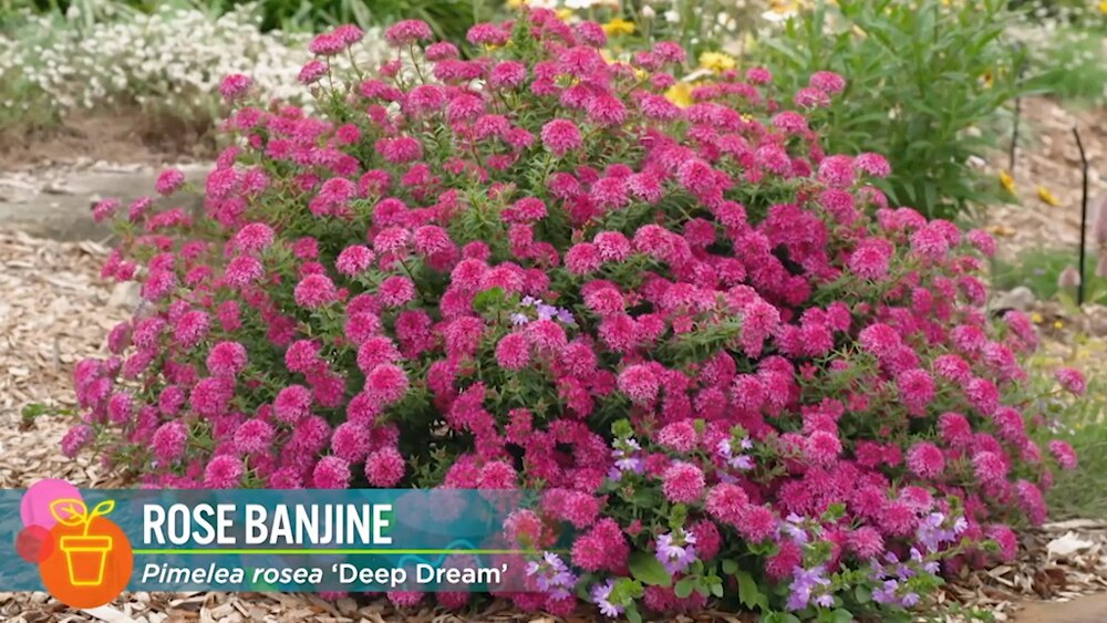 Think Pink - Gardening Australia