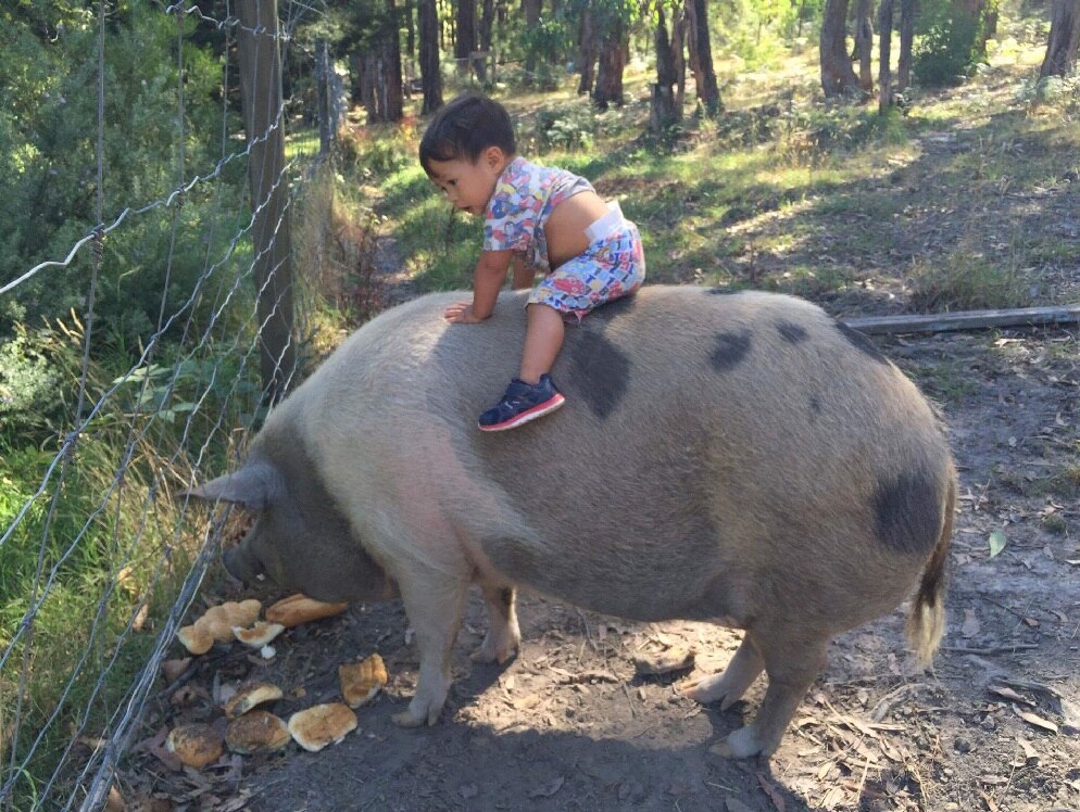 18-month-old Walter and his best friend Fran the giant pig - ABC listen