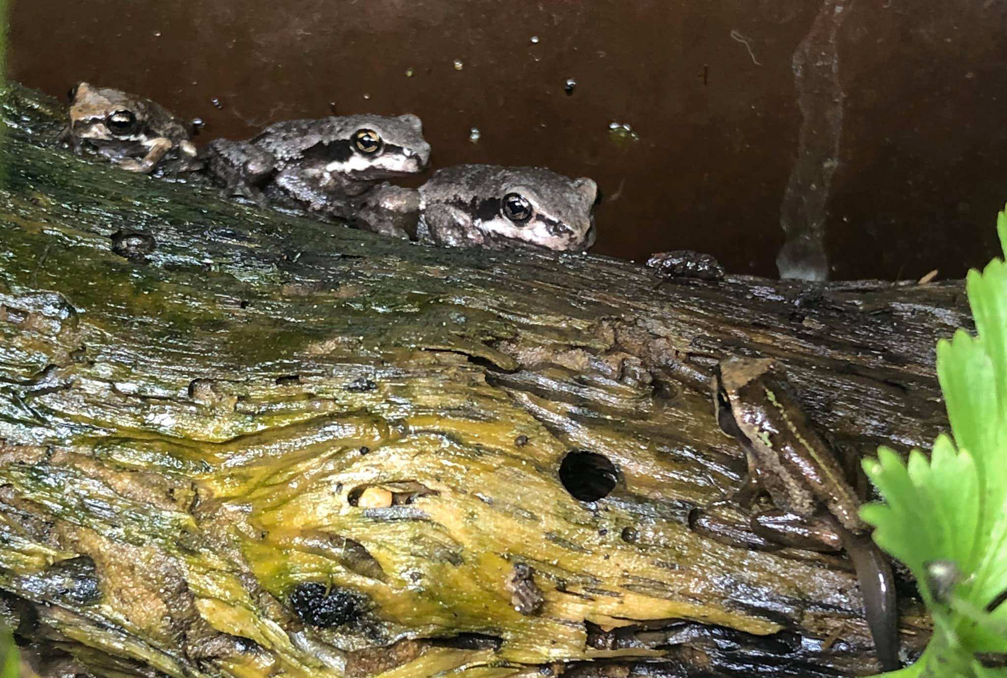 Build your own backyard frog pond - ABC Hobart