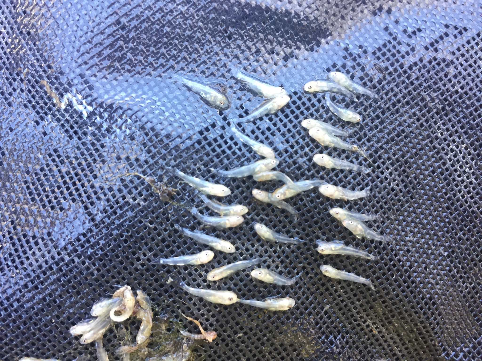 Fish ecologists call for 'linked' river system as cod and perch ...