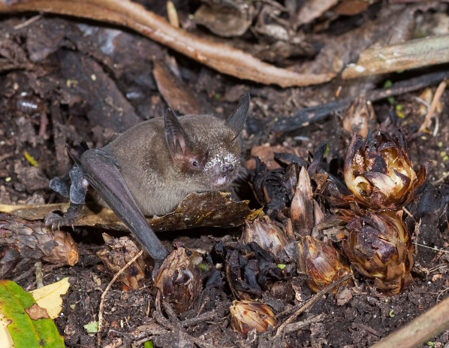 Kiwi walking bat pollinates 'flower of the underworld' - ABC News