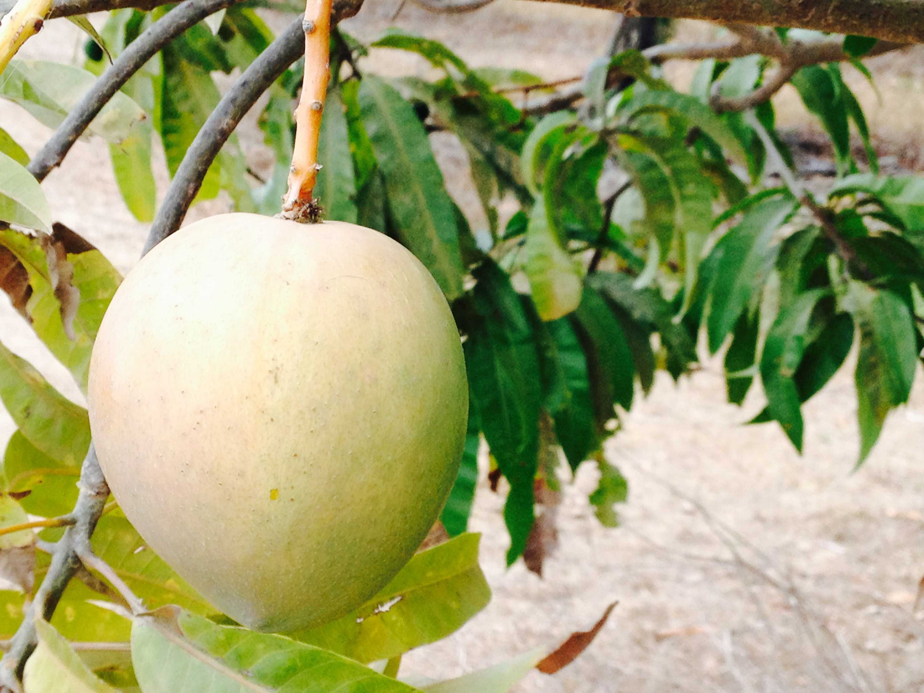 Australian mango production forecast down on last year - ABC News