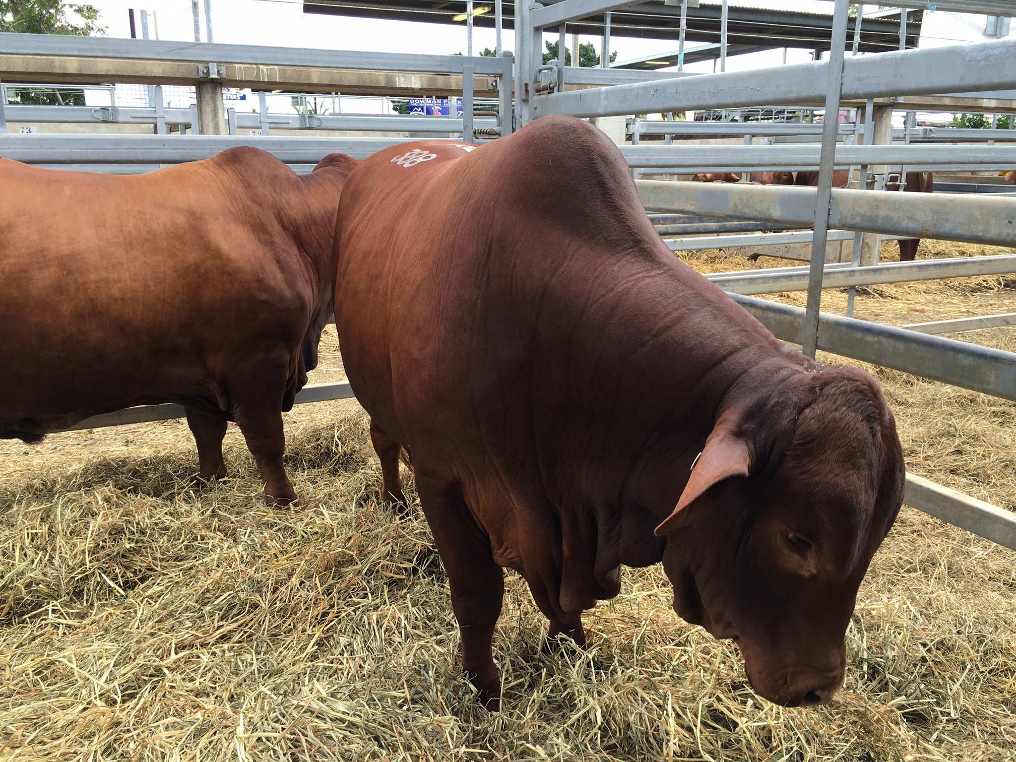 Bull sale smashes last year's top prices thanks to sky-high beef cattle ...