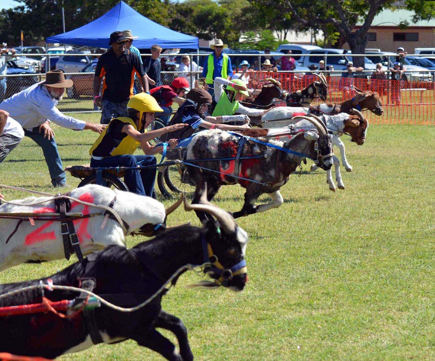 'Mighty worker' goat snares outback race win - ABC News