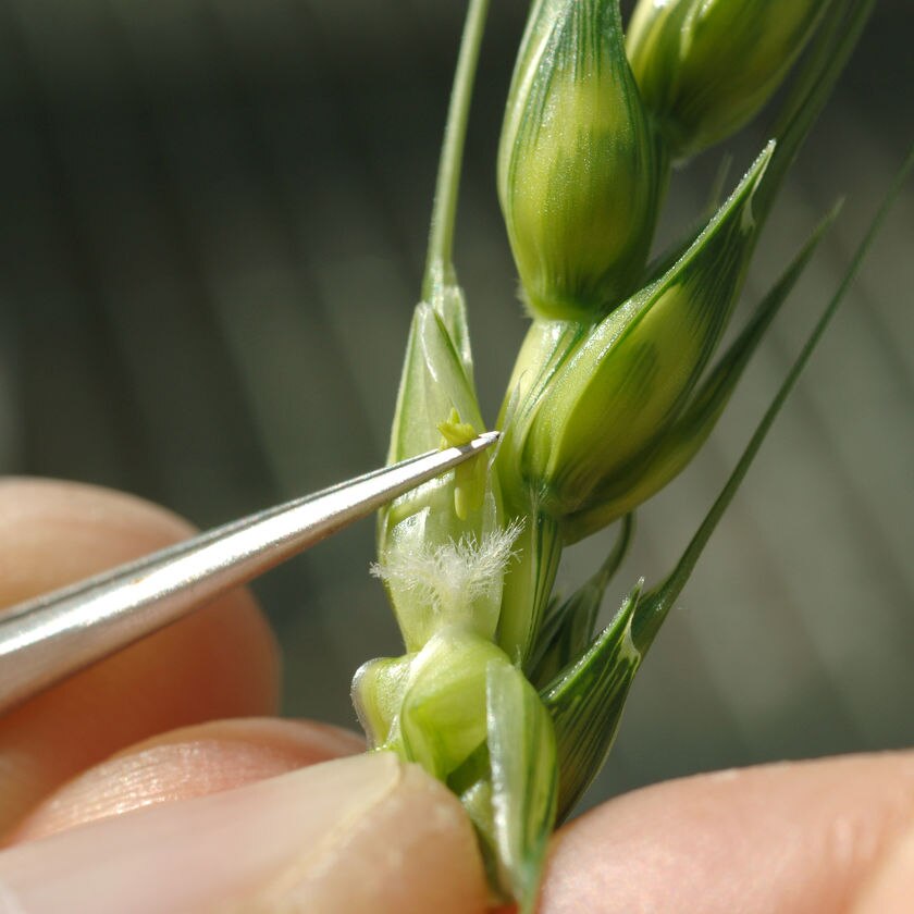 Scientists working to secure Australia's food future - ABC News