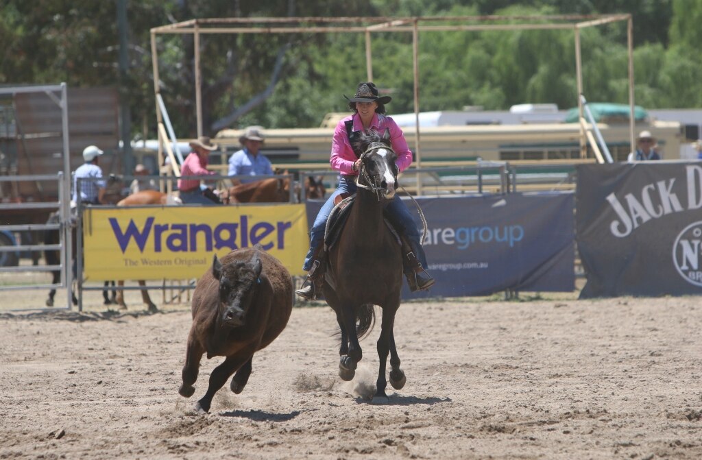 Record rider-numbers at 86th Warwick Campdraft in south east Queensland ...