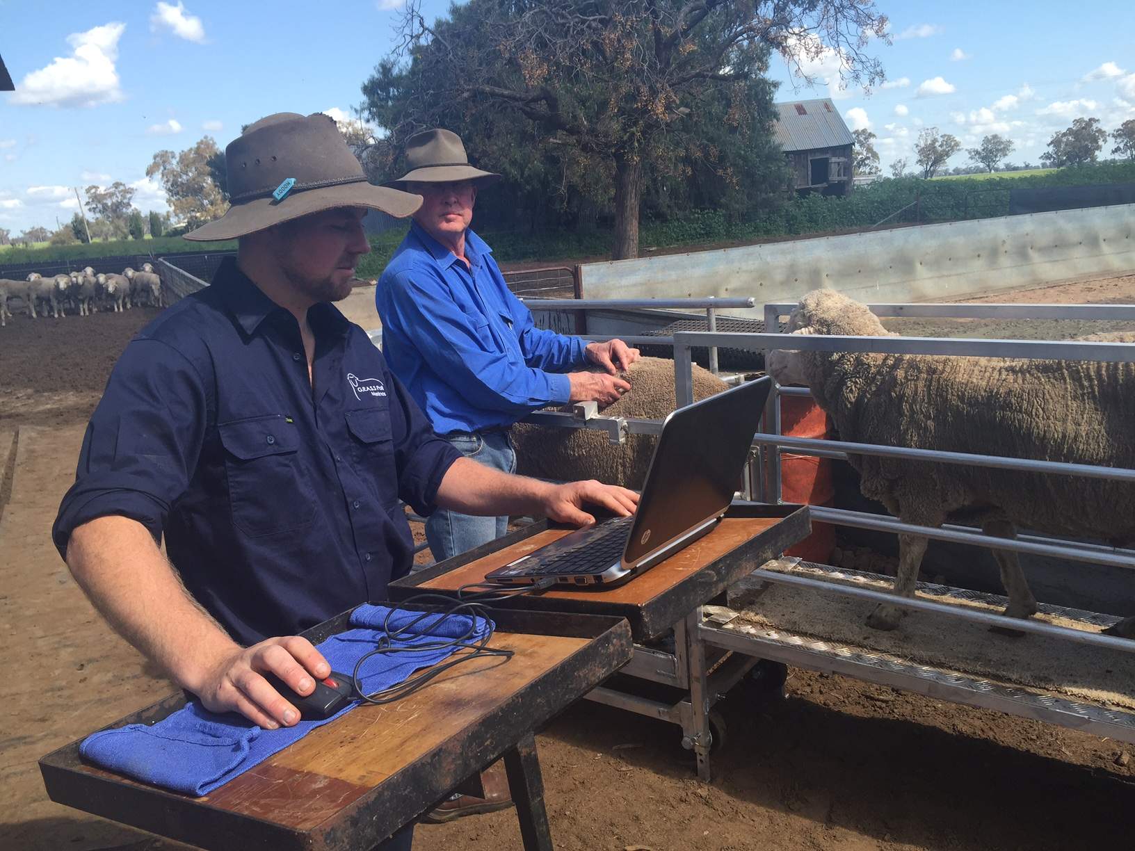 Why does size matter in the sheep breeding game? - ABC News
